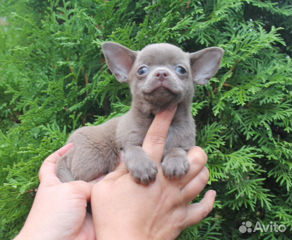 Чихуахуа лиловая однотонная Леда