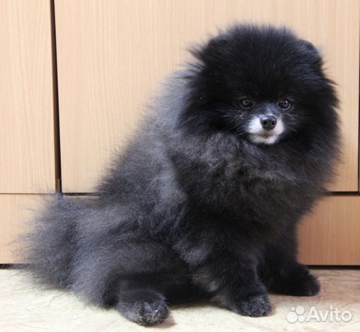 Шпиц. Папины щеники