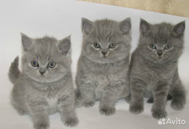 Чистопородные ласковые британчики