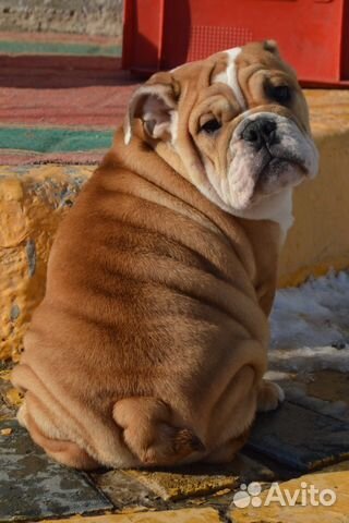 Бульдогодетки