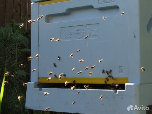 Пчелопакеты 2019г. Москва и обл