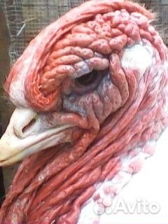 Индюшата Биг 6 в Янино 2, пр. Косыгина