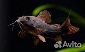 Коридорас блэк венесуэла