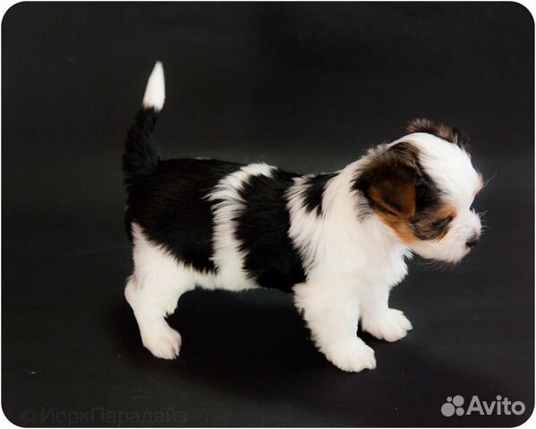 Только девочки