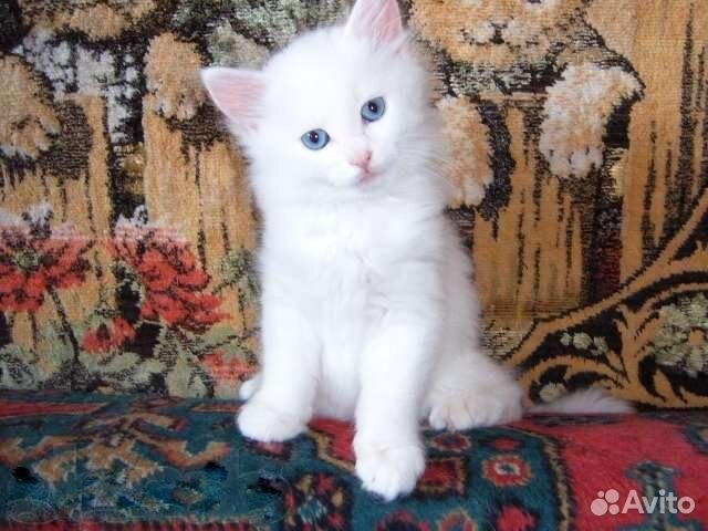 Белые ангорские барсы и барсики