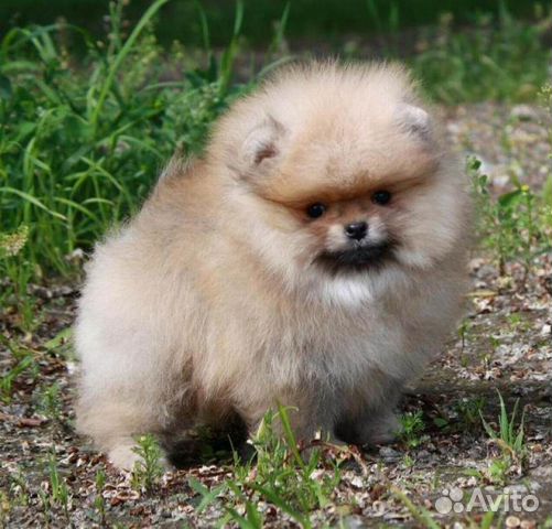 Забавный комочек счастья