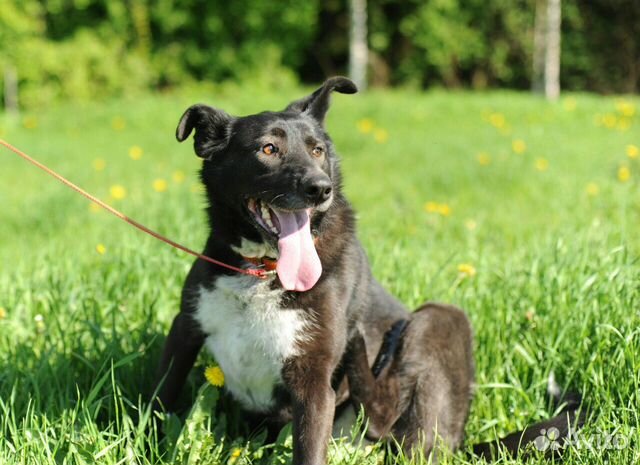 Прекрасная собака Полли, в дар, бесплатно