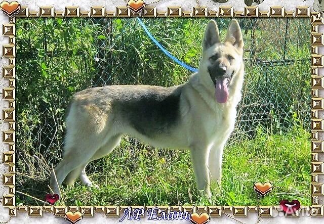 Щенки восточноевропейской овчарки с род.РКФ