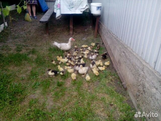 3 недельные утятата с мамашей