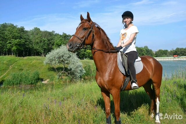 Сдам лошадей в аренду