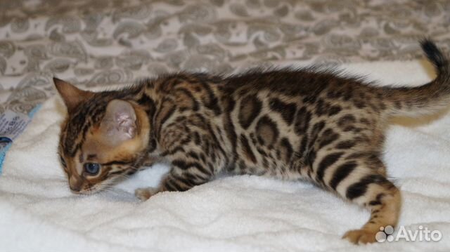 Чудо котята бенгалята
