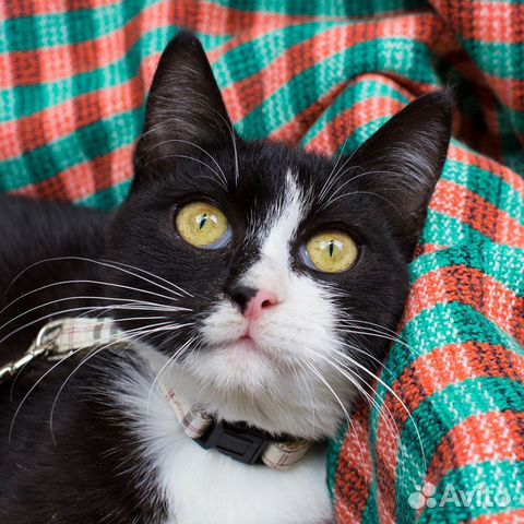 В добрые ручки