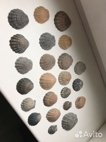 Ракушки с ушками