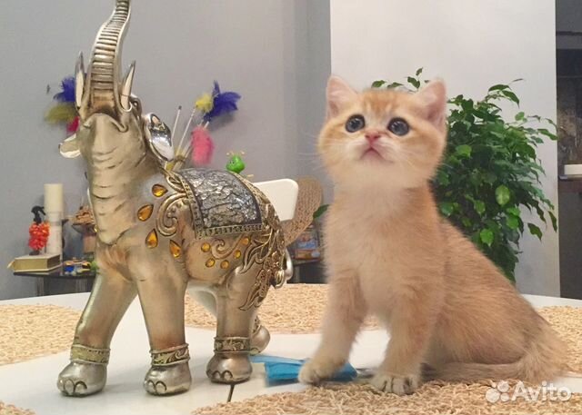 Timon золотой тикированный малыш