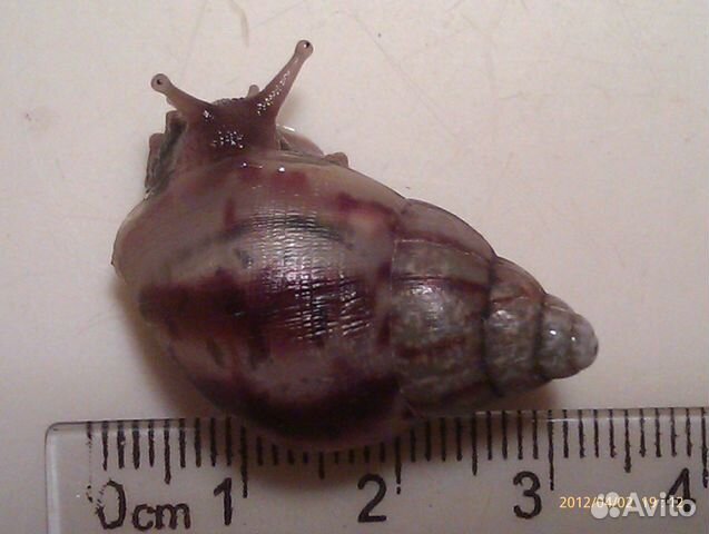 Ахатина фулика сухопутная + птицеед