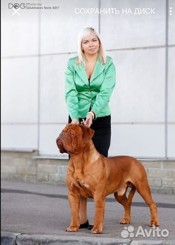 Бордоский дог, мальчик Брэнд