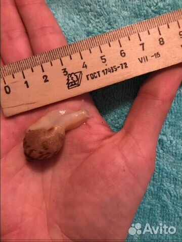 Улитки Achatina. Ахатина