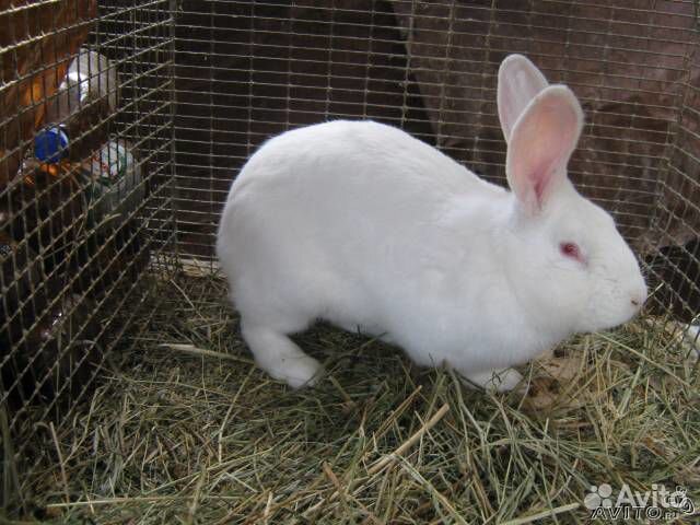 Кролики породы великан