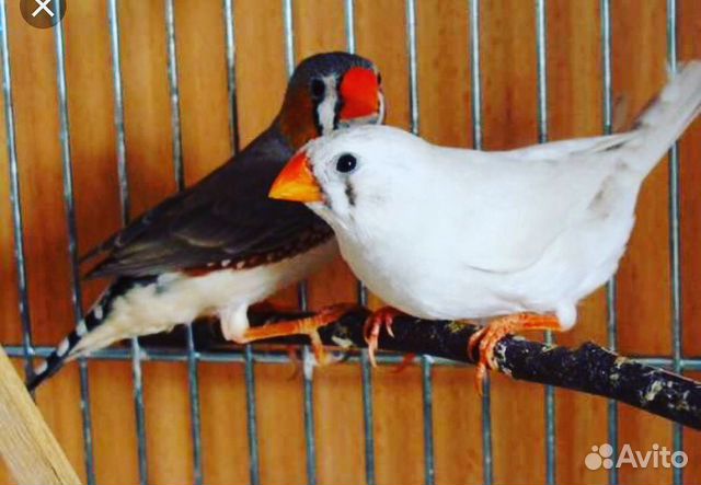 Зебровые Амадины Австралийский воробей