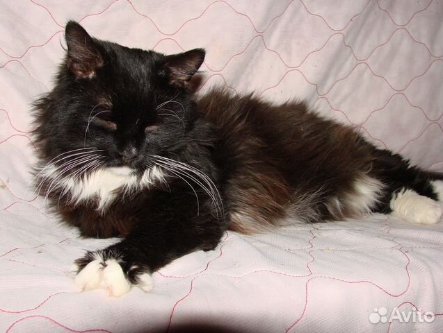 Пушистая Багира - роскошная кошка в любящие руки