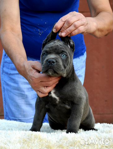 Две серых девочки кане корсо