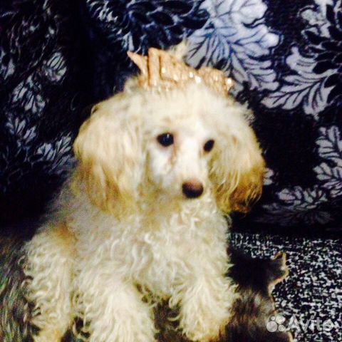 Вязка той пудель