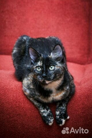 Павлина, 1 год