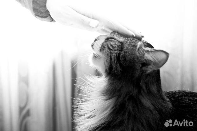 Знакомьтесь - Жоффрей (он же-Жора,он же-Гоша)