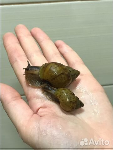 Улитки ахатины