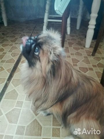 Пекинесы для случки