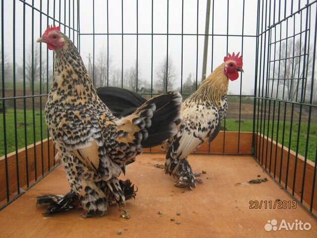 Брама, голубой кох, падуаны, виандонт