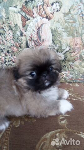 Настоящие пекинесы