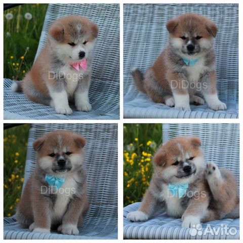 Замечательные Акитские детки, есть выбор