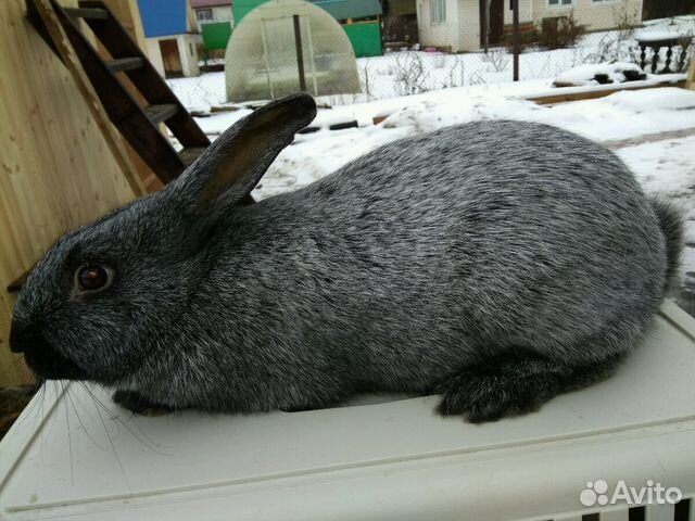 Племенные кролики порода Серебристый
