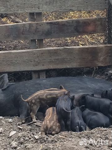 Продаются поросята