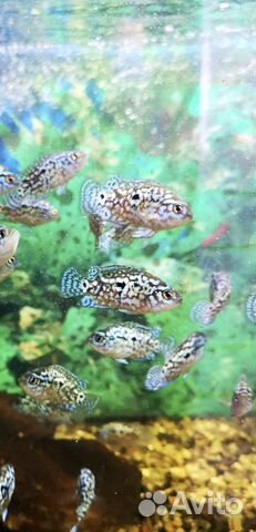 Рыба аквариумная - блю демпси