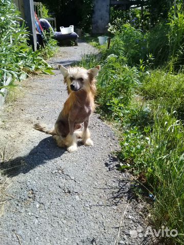 Перспективный подрощенный мальчик