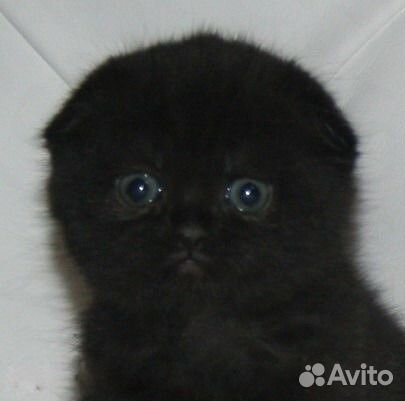 Вислоухие котята