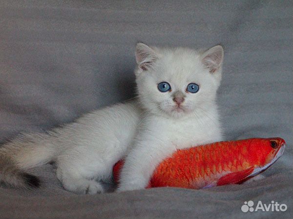 Сапфир - золотая шиншилла-пойнт