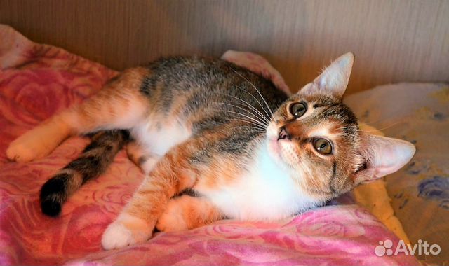 Трехцветный котенок-девочка в дар. 3,5мес
