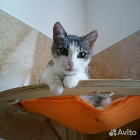 Кошка Аиша в добрые руки