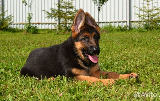 Лучшие щенки немецкой овчарки