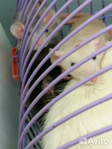 Декоративные крыски