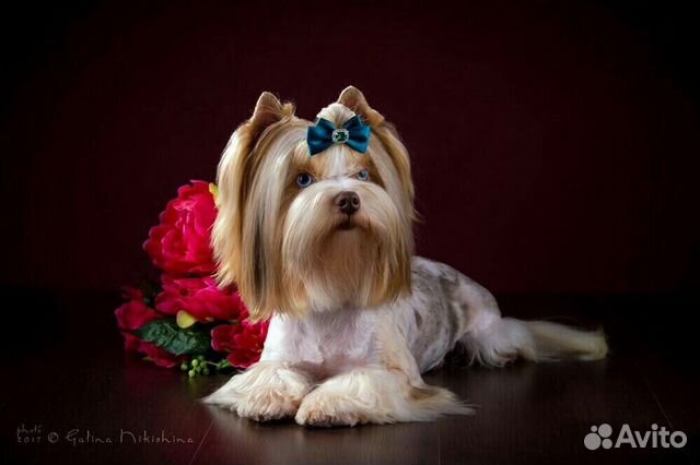 Голубоглазый шоколадный йорк шокомерле вязка