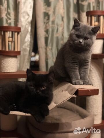 Красивые британцы