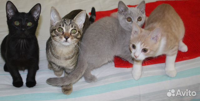 Три мальчика и чёрная девица