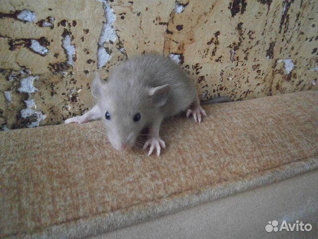 Крысы, крысята - дамбо + новые клетки