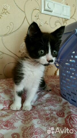 Котенок 2.5 мес мальчик