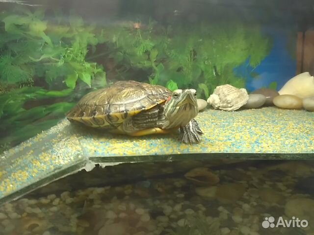 Красноухая черепаха с террариумом