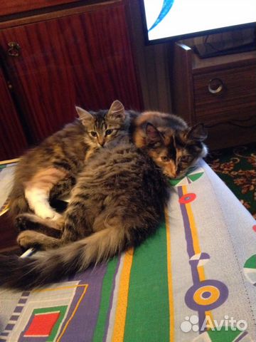 Две милые сестренки Пуся и Муся ищут хозяина